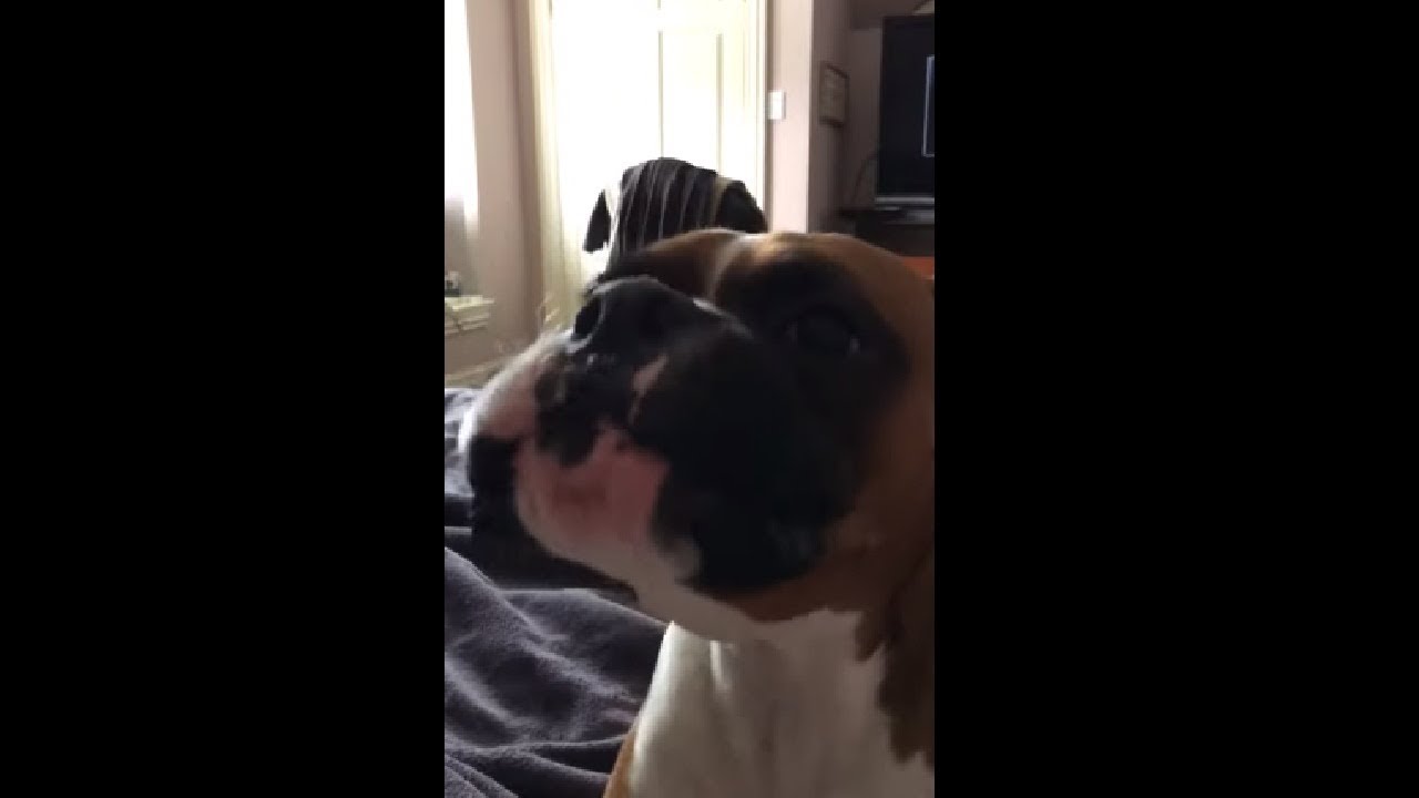 French Bulldog Howls Weirdly - YouTube