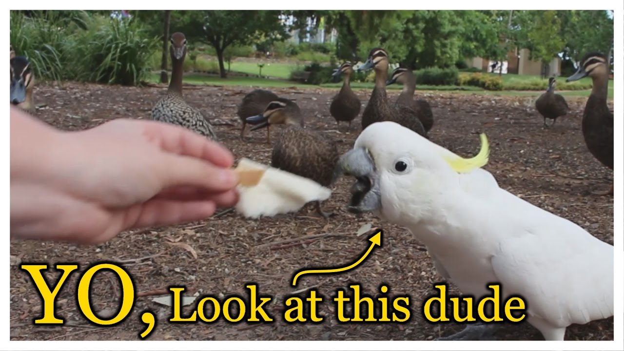 We fed wild animals, WITH OUR BARE FREAKIN HANDS! - YouTube
