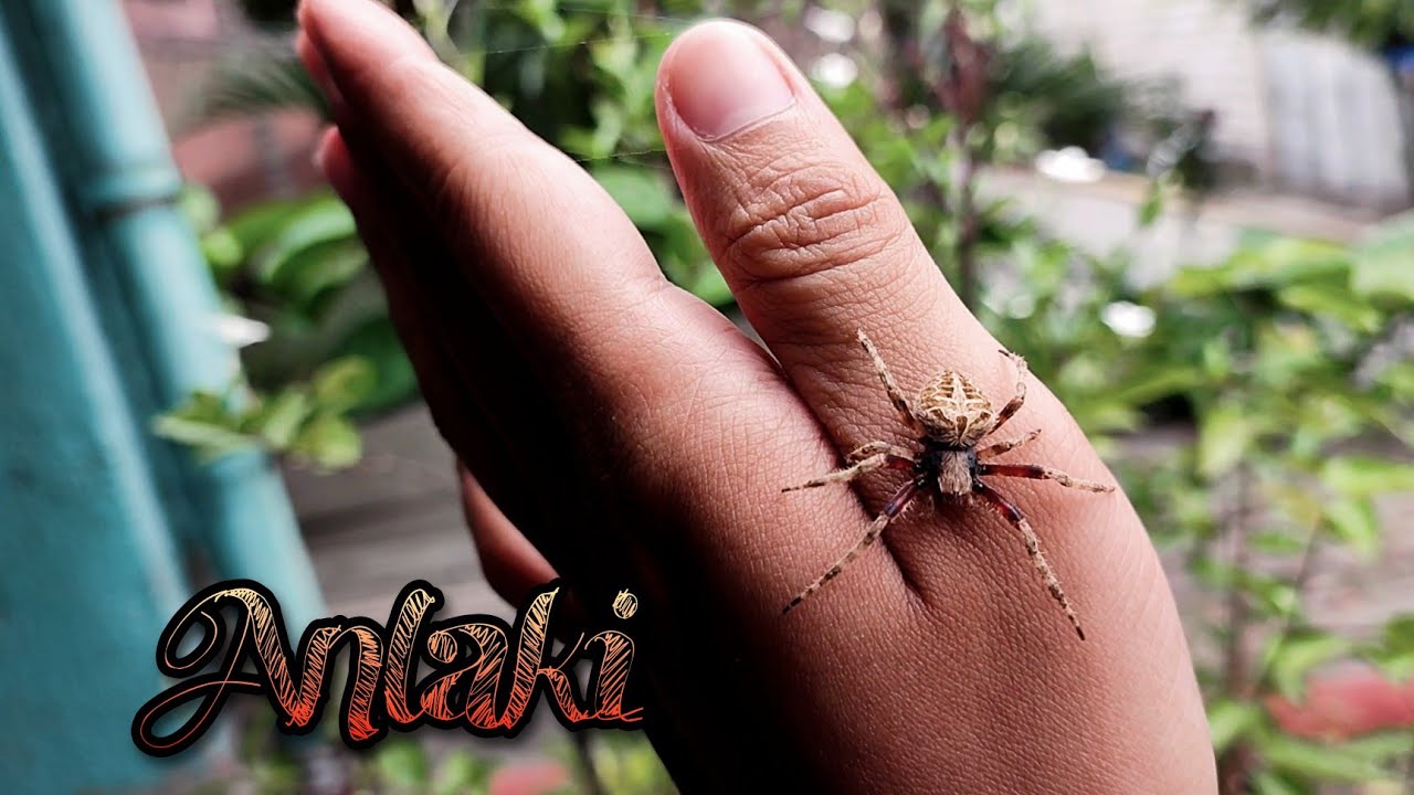 GAGAMBA KOLEKSYON | OS | PANG DERBY - YouTube