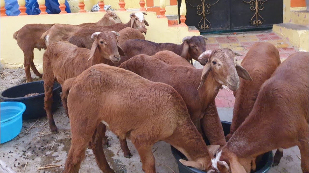 Telangana Potla for Kurbani in Hyderabad - YouTube