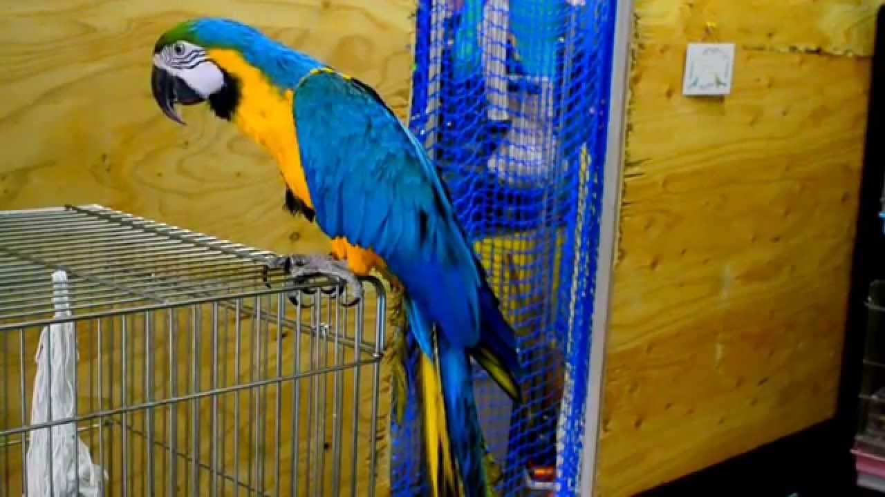 Dancing Parrot at the House of Birds Parakeet Cafe - YouTube