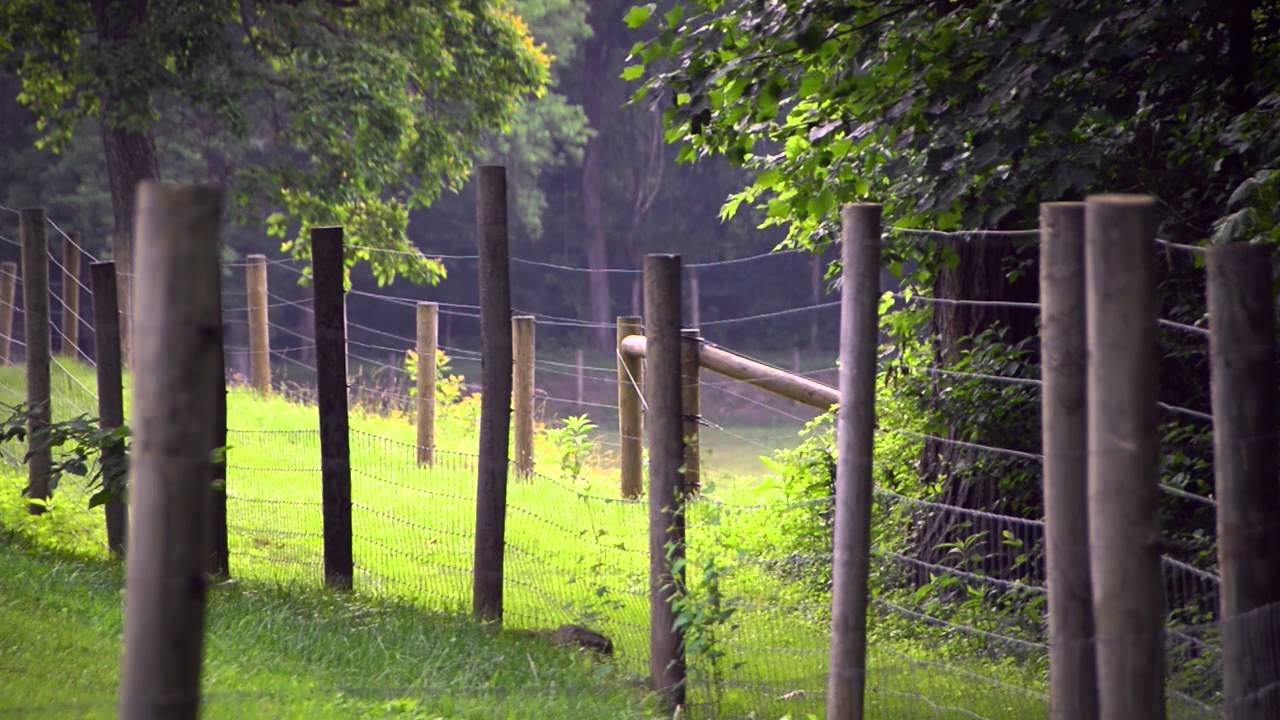 FROG EYE FARM BLUEBERRIES - A Glimpse - YouTube