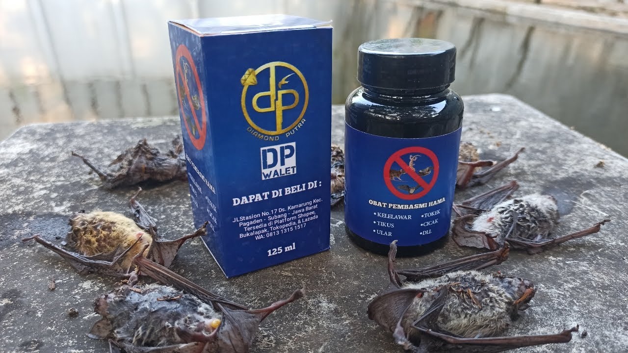 Cara Penyemprotan Obat Hama DP Walet Pembasmi Kelelawar - YouTube