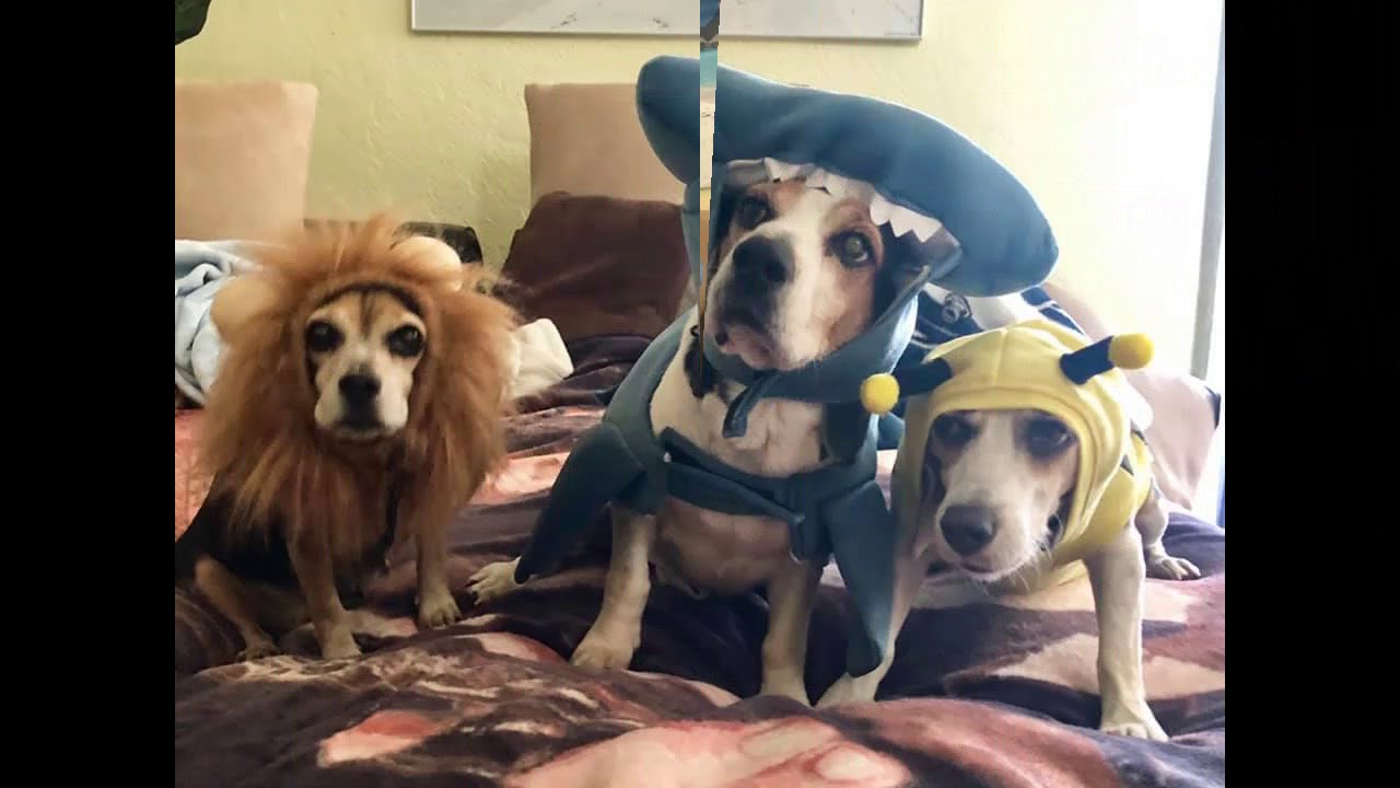 Angela Beagles - YouTube