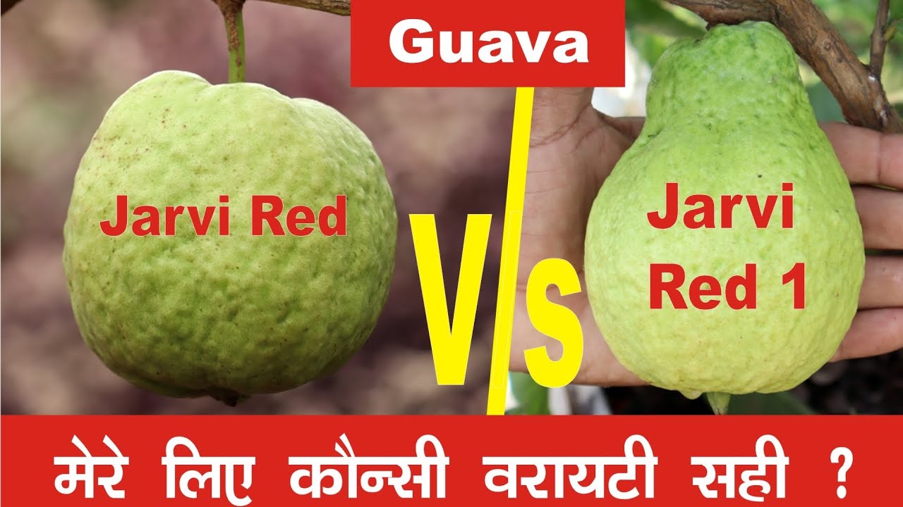Jarvi Red V/s Jarvi Red 1 कौनसी वैरायटी सही है? । 9106310963 - YouTube