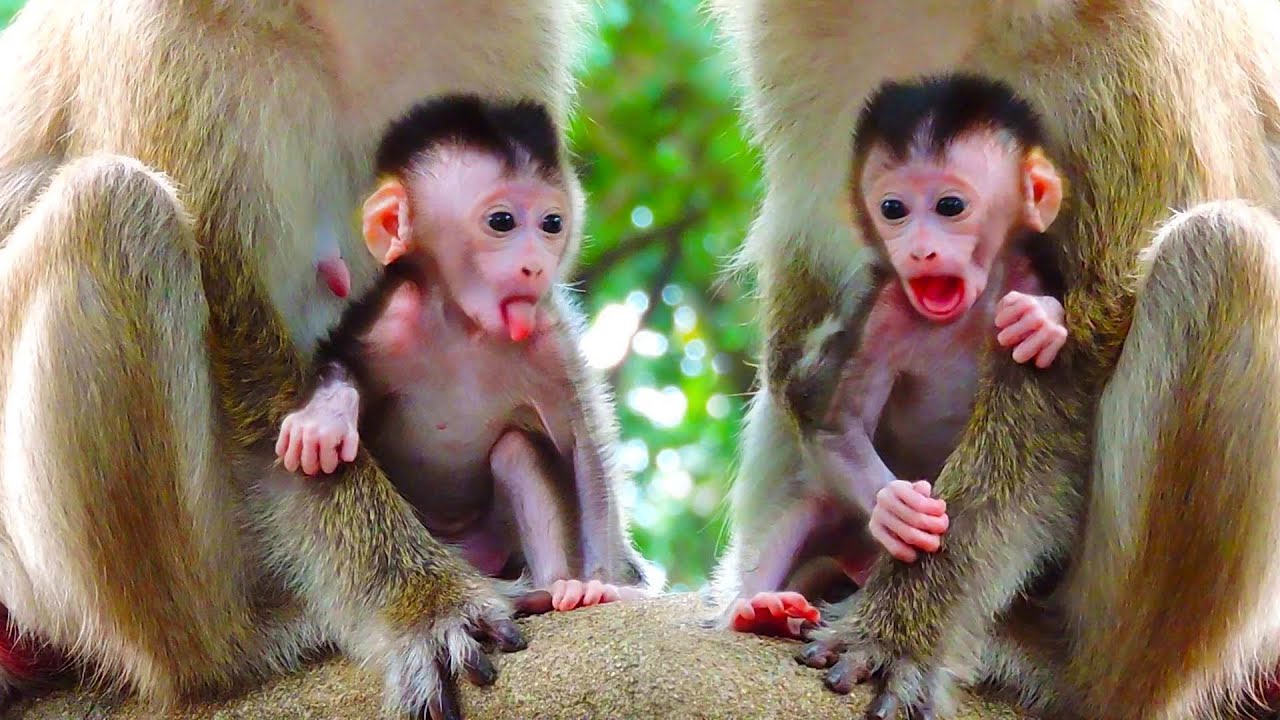 So Cute BB monkey Jessy tries show face is adorable Tiny monkey - YouTube
