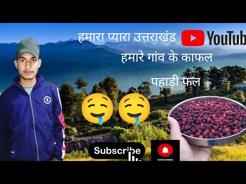 kafal and hinsar tour vlog 🤤🤤 pahadi tree fruit watch full video and ...