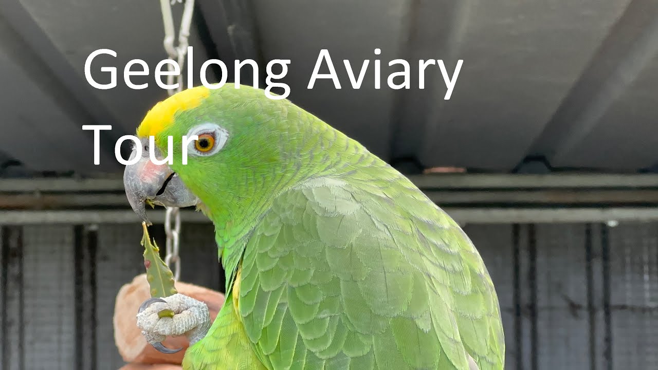 Australian Aviary Tour in Geelong - YouTube