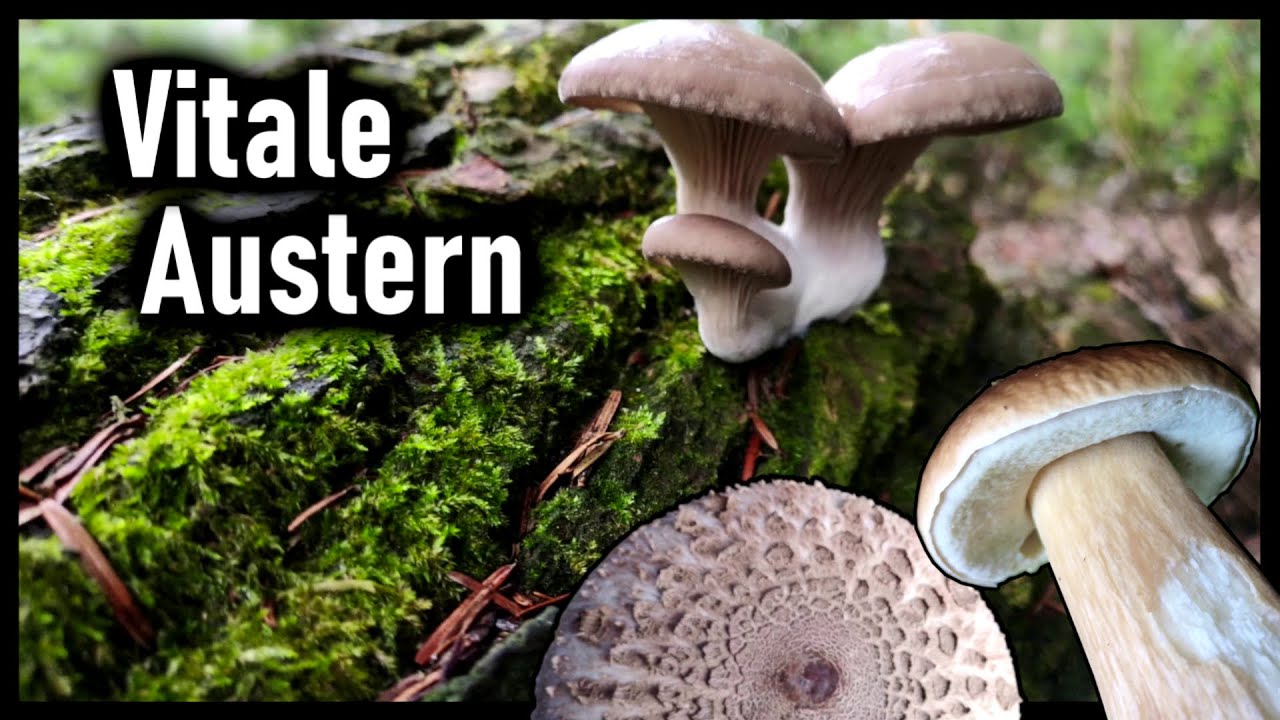 Austernseitlinge als Vital-Pilz! 🦪🍄 | Die letzten herbstlichen Pilz ...