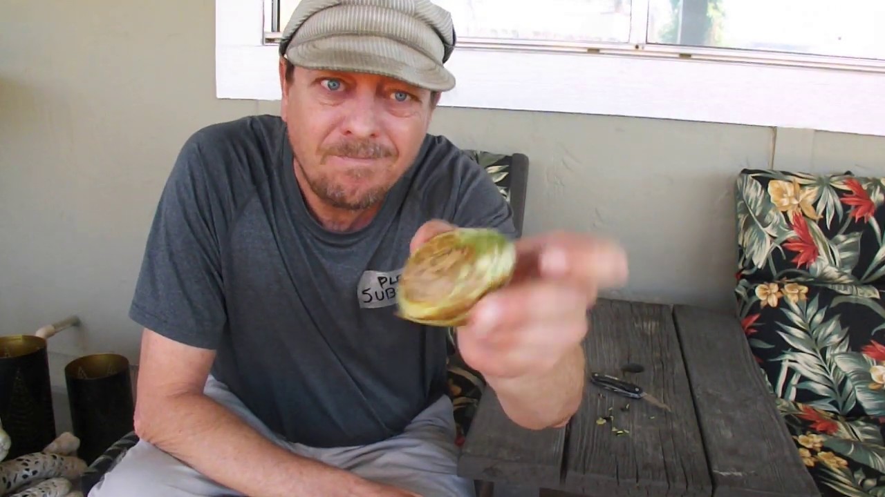 Joshua Tree seed pods. what are they? - YouTube