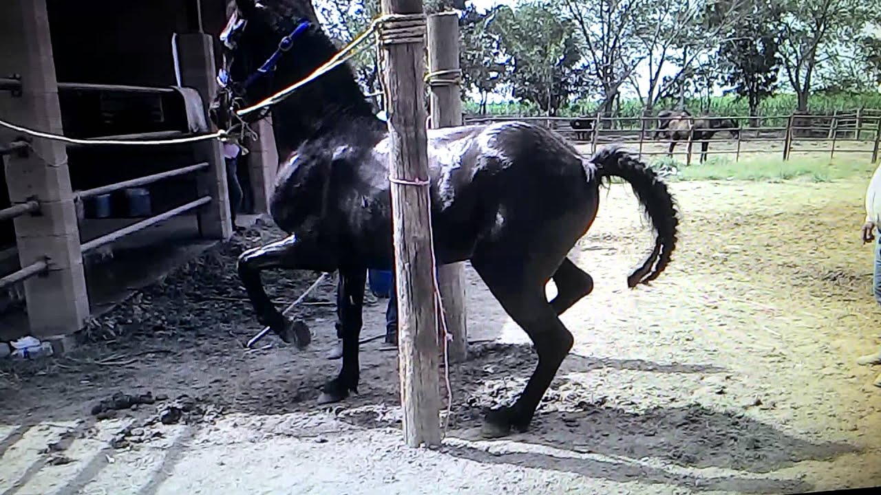 POTRO CUAFRISIAN VENDIDO - YouTube