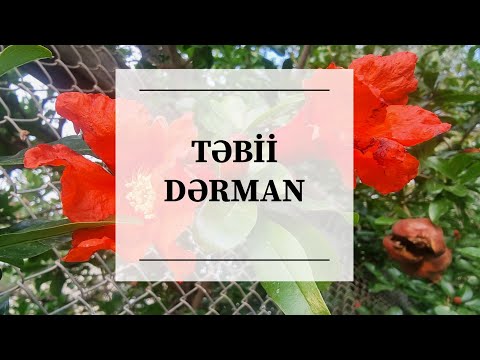 Toyuq və cücələrdə ishal,mədə, bağırsaq problemləri üçün təbii dərman/Natural medicine for Chickens
