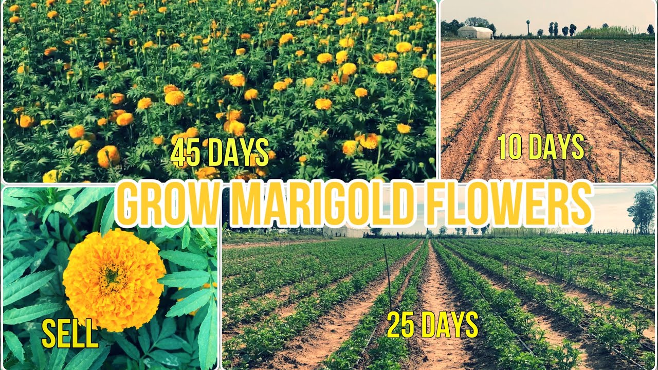 Grow Marigold Plant From seedlings | Marigolds are blooming until ready ...