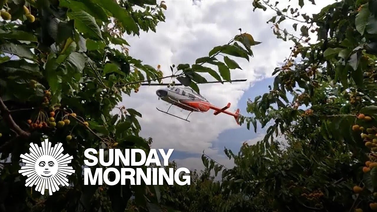 The secret to a successful cherry crop? Helicopters - YouTube