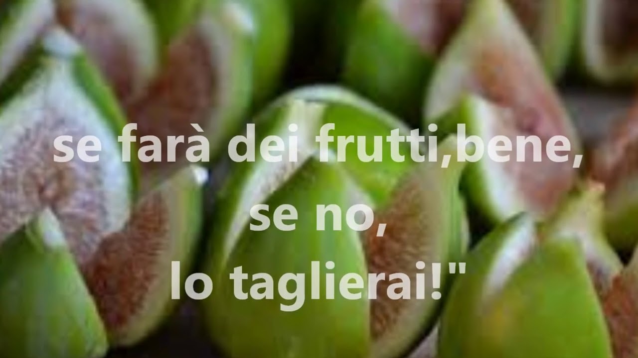 Parabola del fico sterile - YouTube