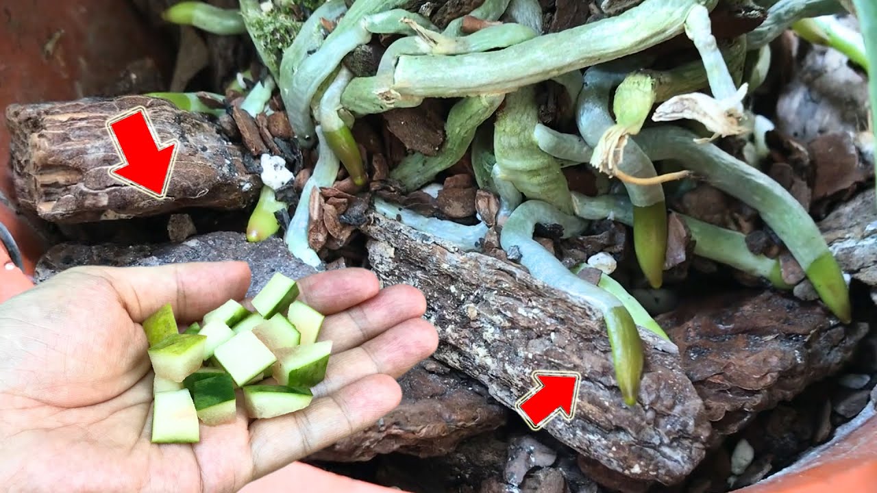 Put 1 Piece On The Roots! Suddenly The Weak Orchid Grows Many Unusual ...