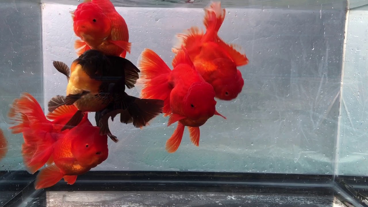 Picking Thai Oranda in Thailand in Early March 2019 - Top Grade Peacock ...