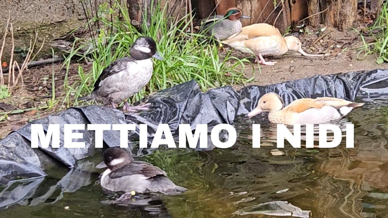 METTIAMO i NIDI alle ANATRE - YouTube