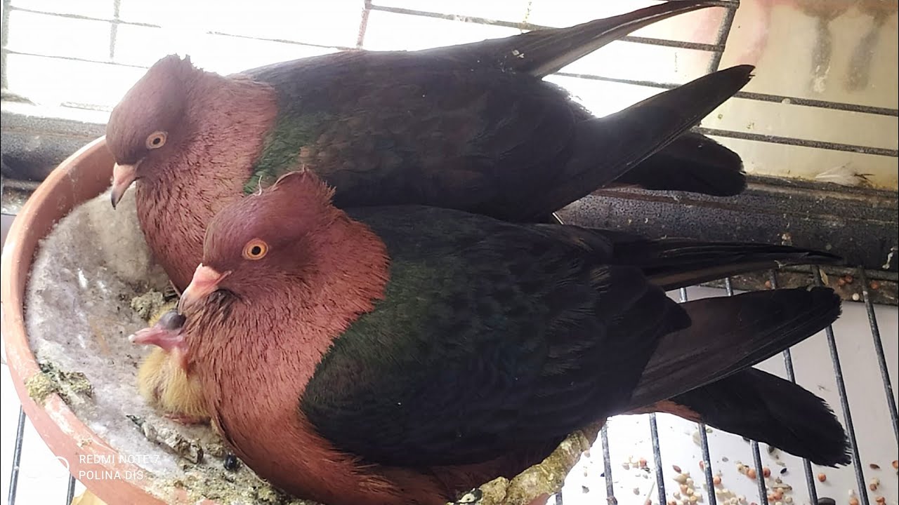 Copper Black Wing pair Gimpel(Archangel) pigeon - YouTube