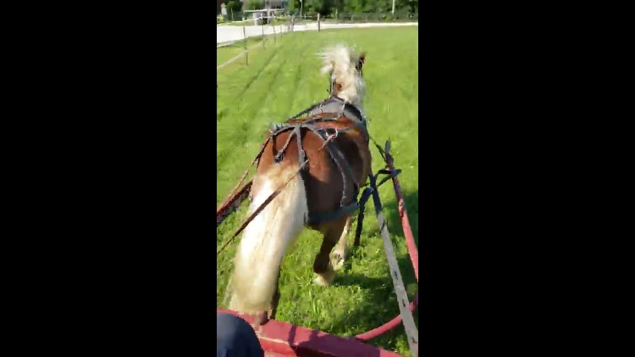 Sue's first pony ride in sulky. 2020 June 14 - YouTube