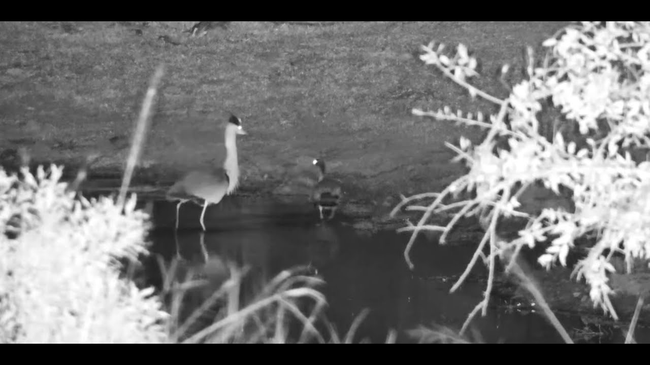 Brave Juvenile Egyptian Goose stands up to the Grey Heron 5-22-25 - YouTube