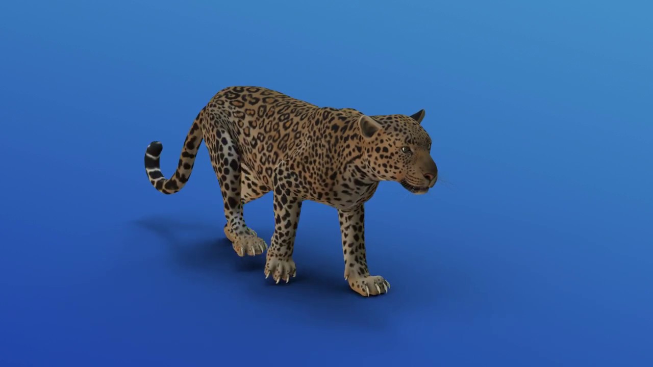 Leopard Walk, Trot, Gallop Cycle - YouTube