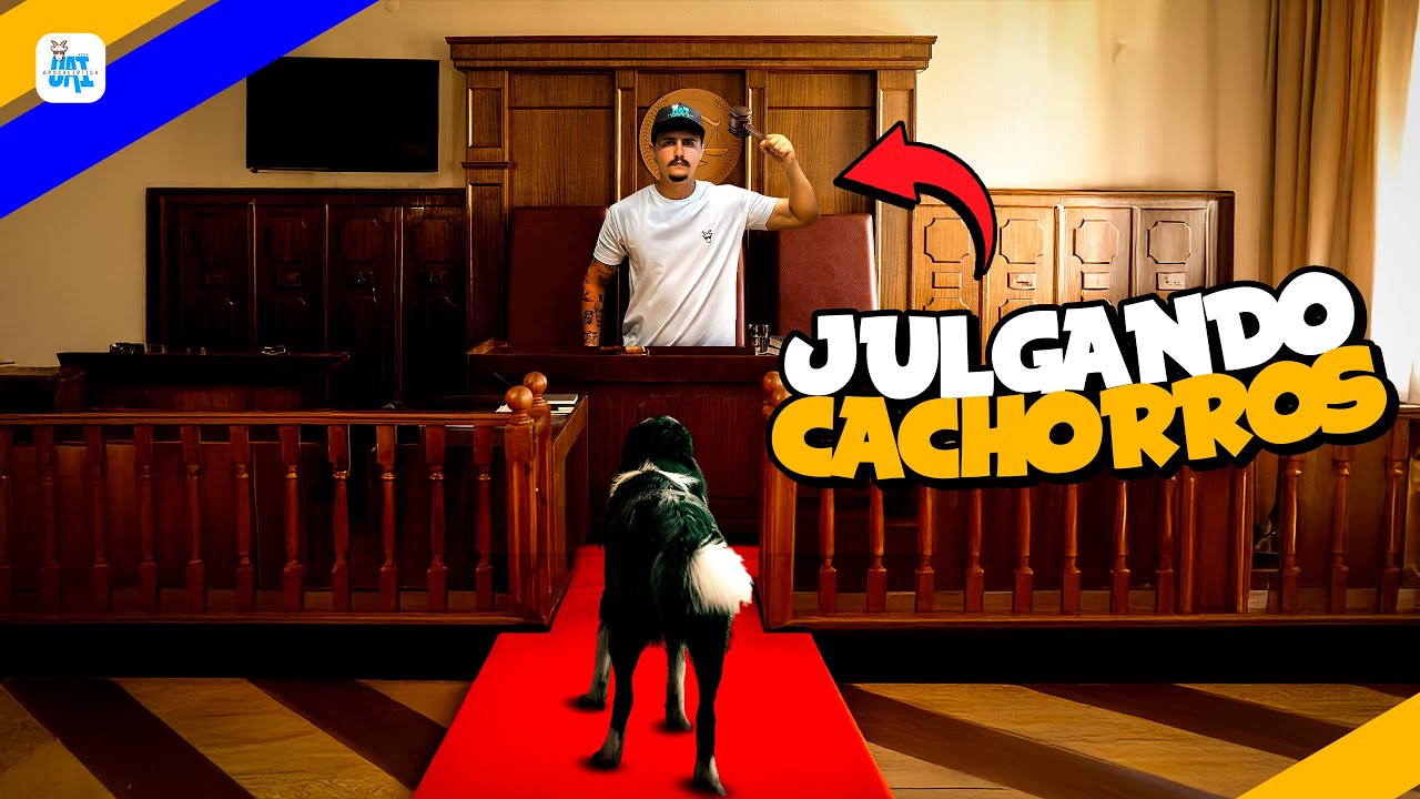 FUI JUÍZ EM UMA COMPETIÇÃO DE DOGS - YouTube