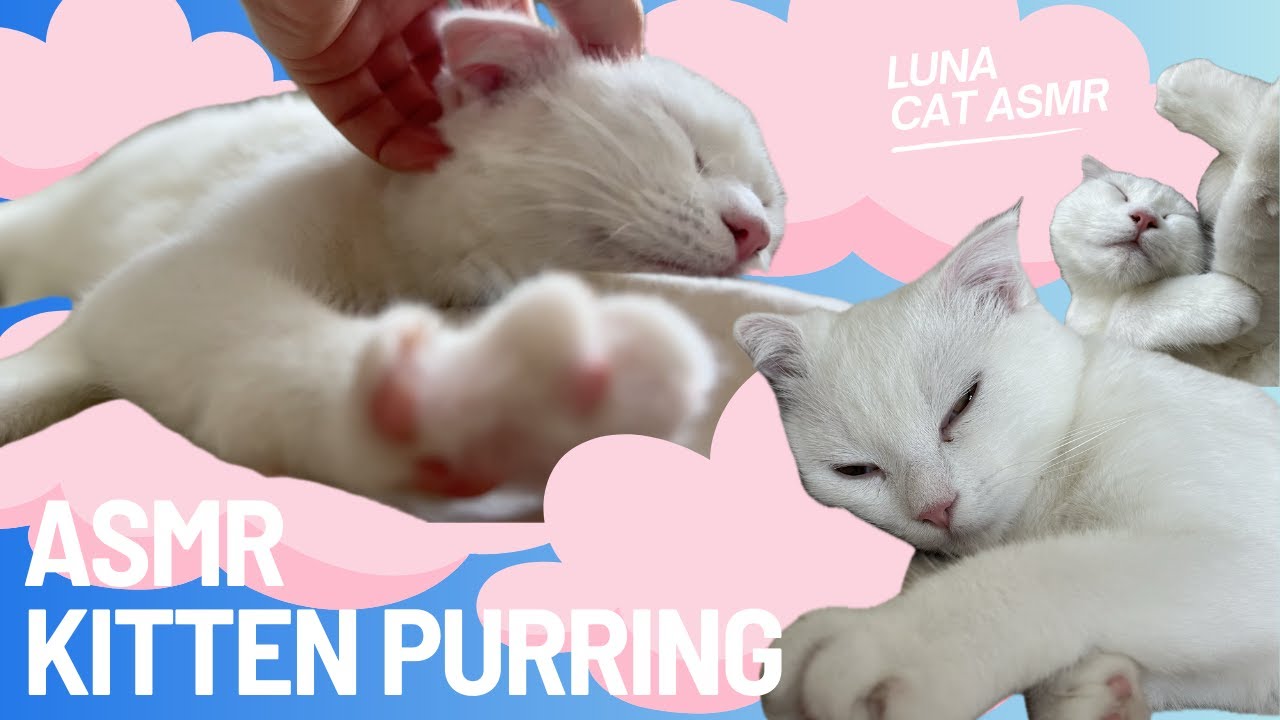 ASMR Cat purring smoothly - comforting sounds for sleep and relaxation ...