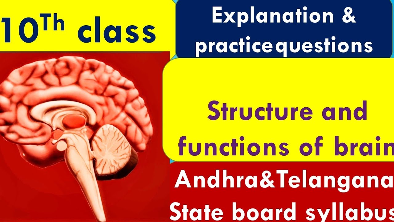 STRUCTURE AND FUNCTIONS OF HUMAN BRAIN//COORDINATION// 10th class ...