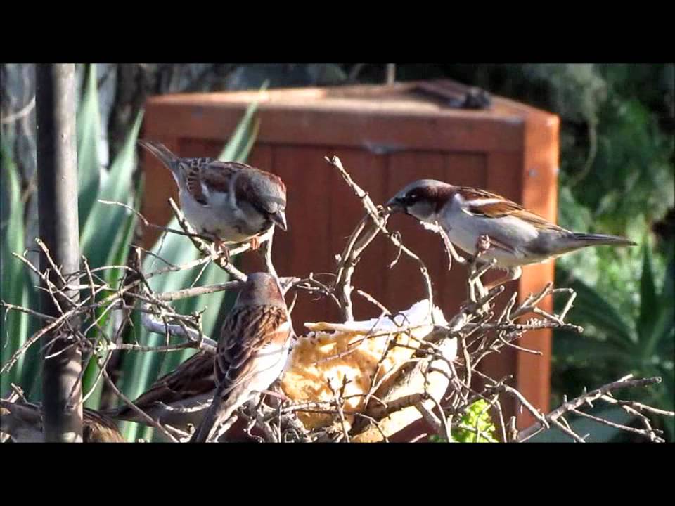 Sparrows in the wind - YouTube