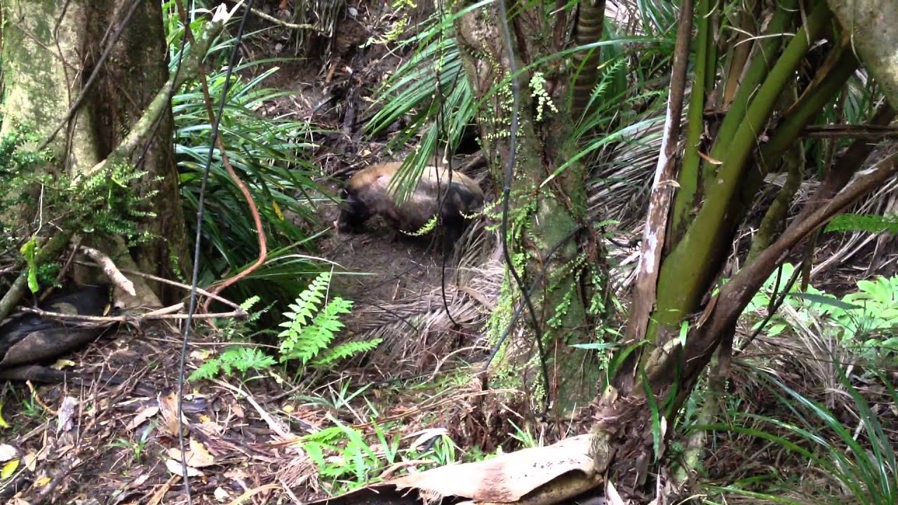 Taranaki pig hunting - YouTube