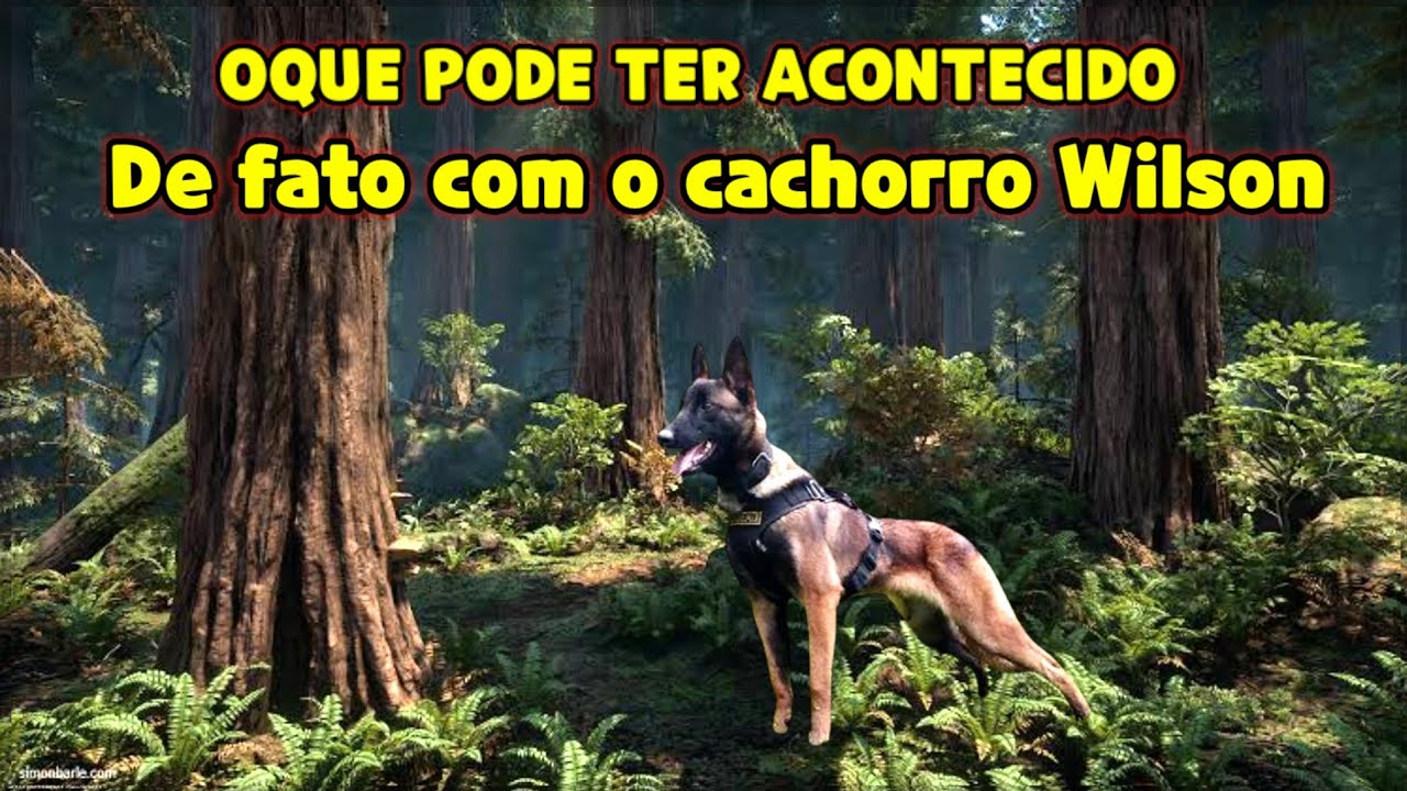 Oque realmente aconteceu com o cachorro Wilson durante as buscas das ...