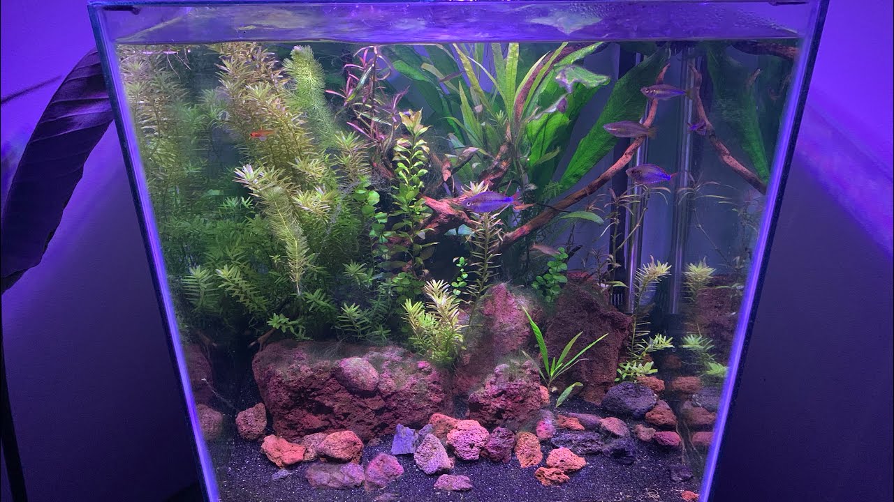 25 gallon cube planted aquarium (update) - YouTube