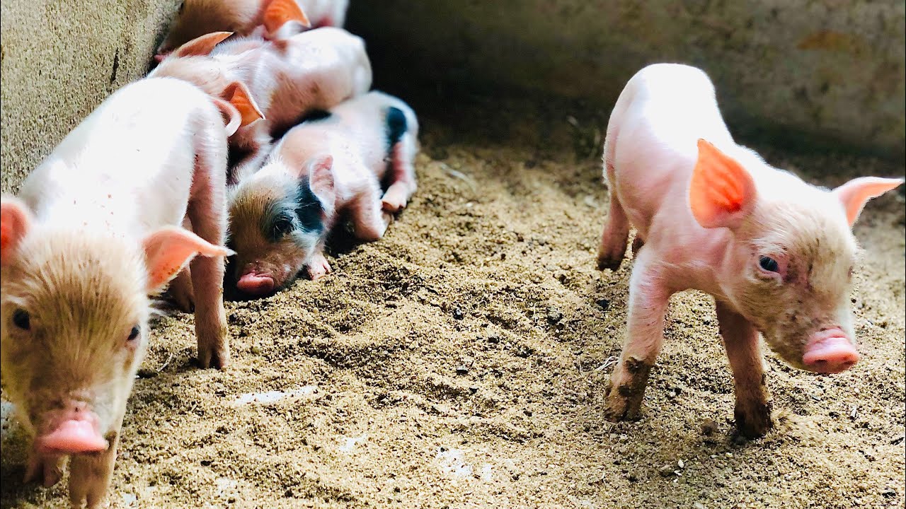 How To Make Pigs Give Birth Faster In A Year - YouTube