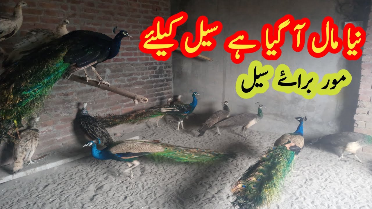 peacock for sale | mor ke bachhe | peacock hatching eggs | green java breeder peacock - YouTube
