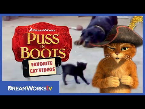 Brave Kitten Stands Up to Dog | PUSS IN BOOTS FAVORITE CAT VIDEOS