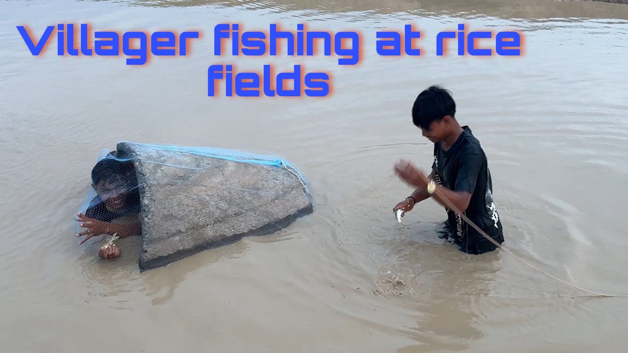 Villager fishing at the rice fields - YouTube
