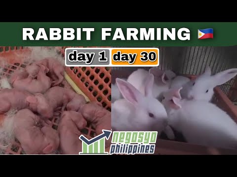 1 TO 30 DAYS OLD BABY RABBITS (Rabbit Farming) | Negosyo Philippines ...