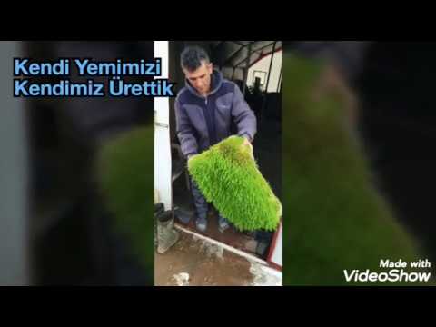 Kendi Yemimizi Kendimiz Ürettik. Yem Maliyetimizi Nasıl Düşürüyoruz?