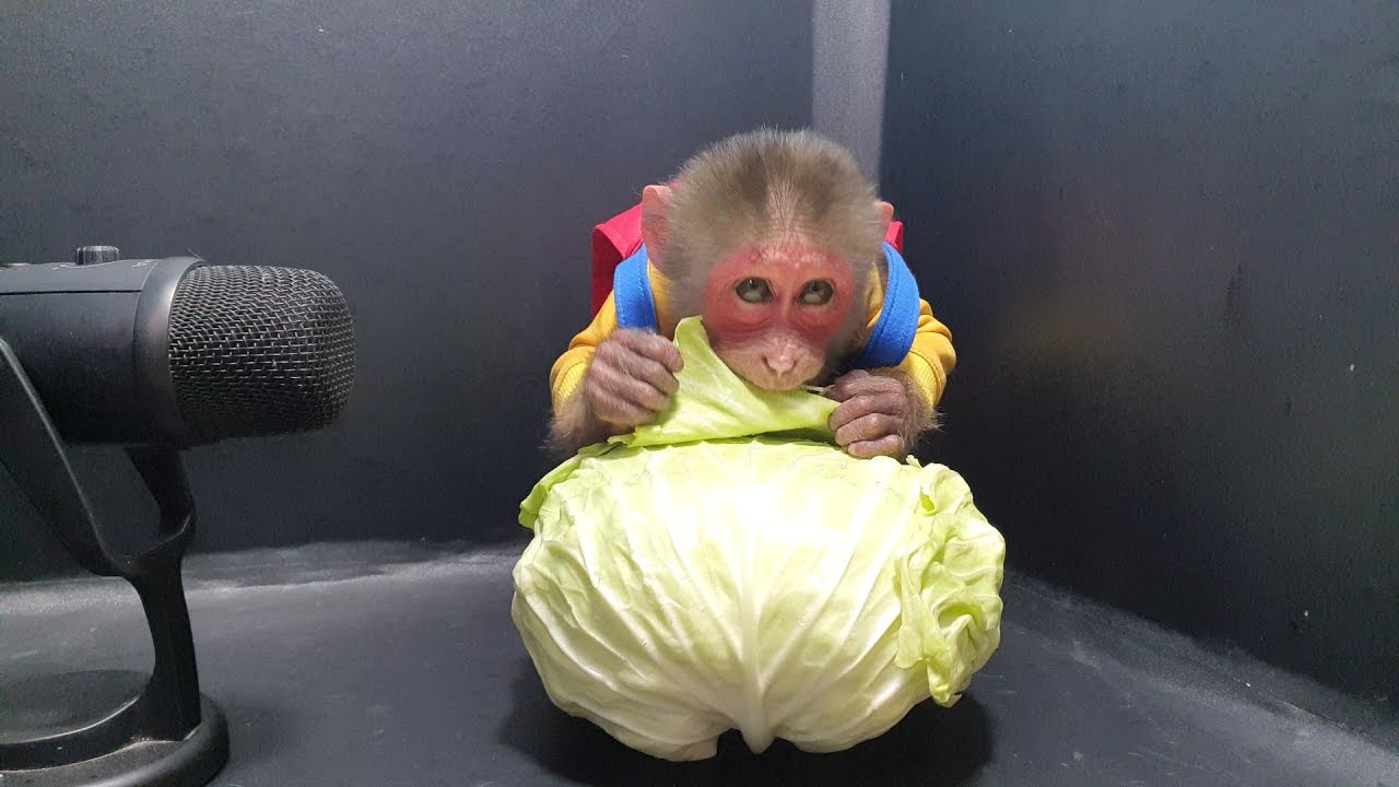Monkey Bin Eats Cabbage Cute ASMR - YouTube