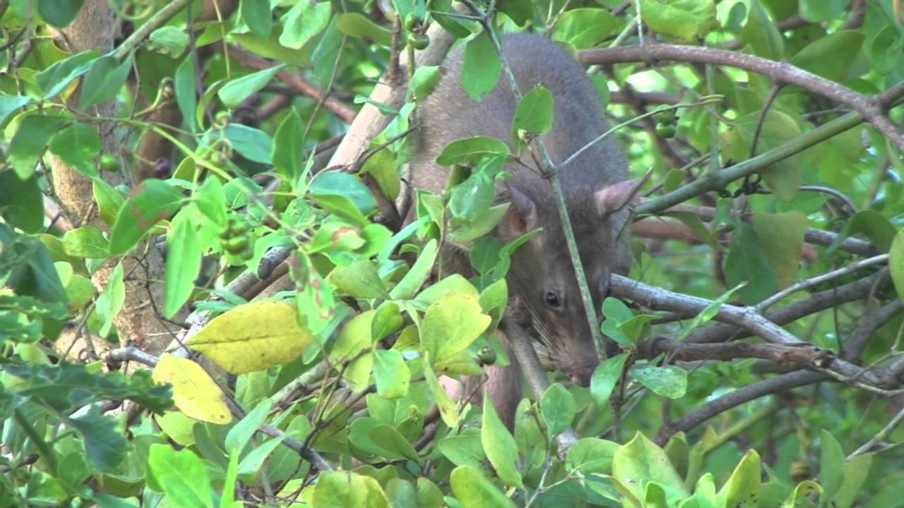 Zanzibar Life: Giant Rat, Panya Buku climbs trees - YouTube