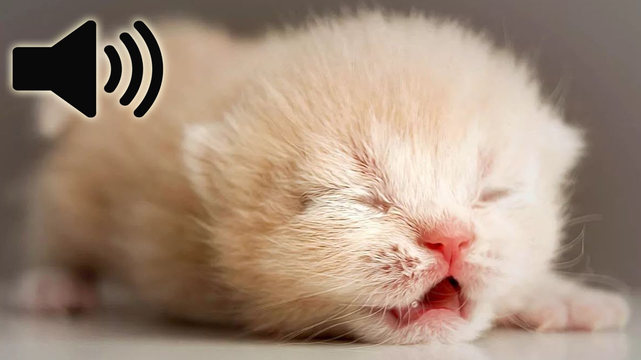 Suara Anak Kucing - YouTube