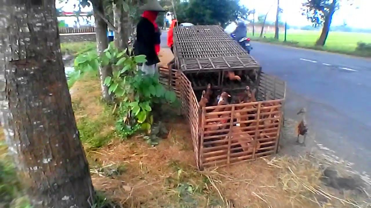 Angon Bebek (Beternak Itik) | a Farmer and Son Feeding Hundreds of ...