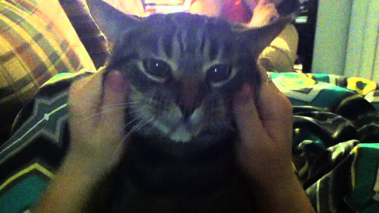 Cat's Pronunciation of the 27th Letter - YouTube