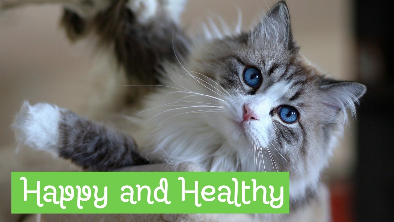 Signs of a Healthy Cat (How to Tell if Your Cat is Happy & Healthy ...