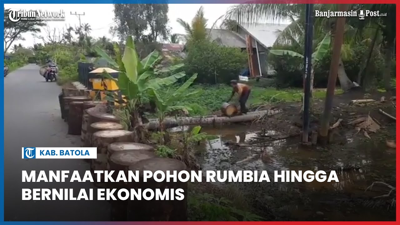 Manfaatkan Pohon Rumbia Hingga Bernilai Ekonomis - YouTube