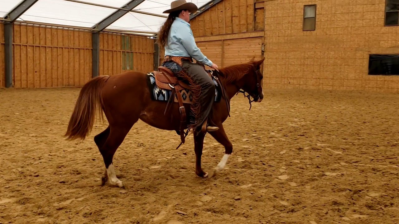 Green Horse Walk-Trot Horsemanship (KPH Arena Virtual Ranch Horse Show ...