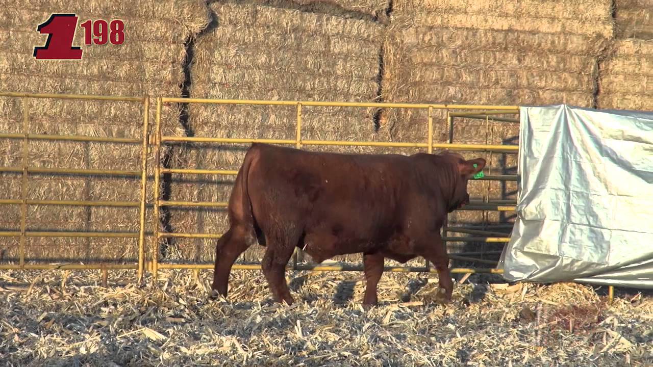 Beckton Red Angus 2014 Sale Lot 198 - YouTube