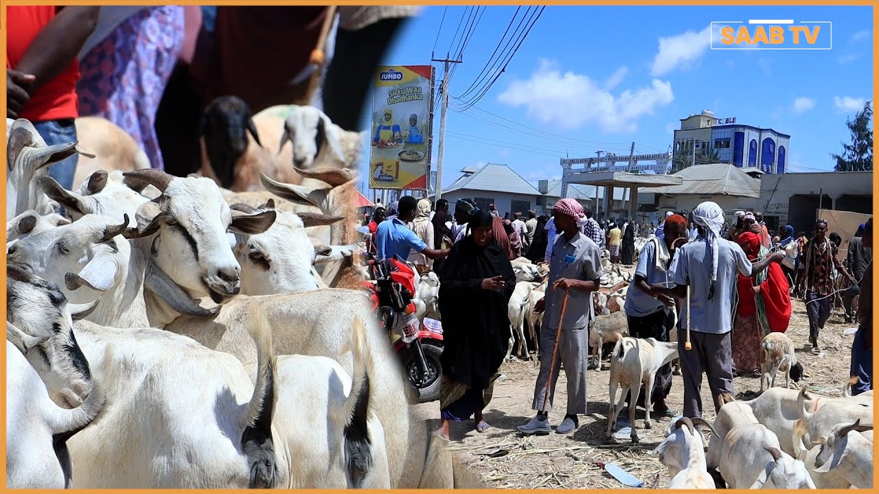 Xoolaha gawraca ayaa qiimahoodu sare u kacay Magaalada Muqdisho - YouTube