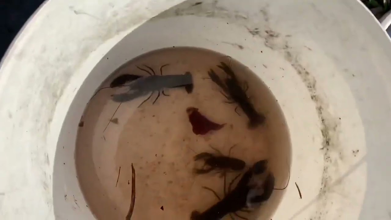 How to get a tank full of baby yabbies - YouTube